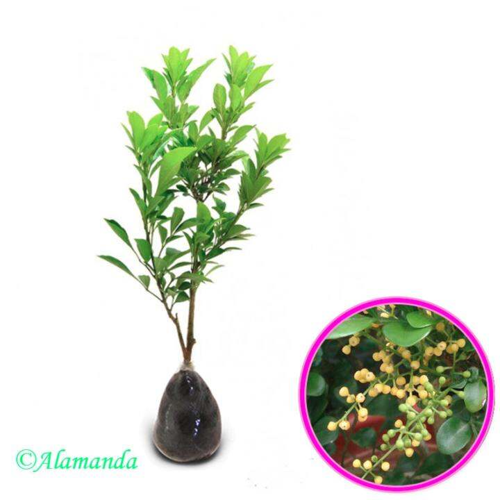 Tanaman Chinese Perfume Tree | Lazada Indonesia