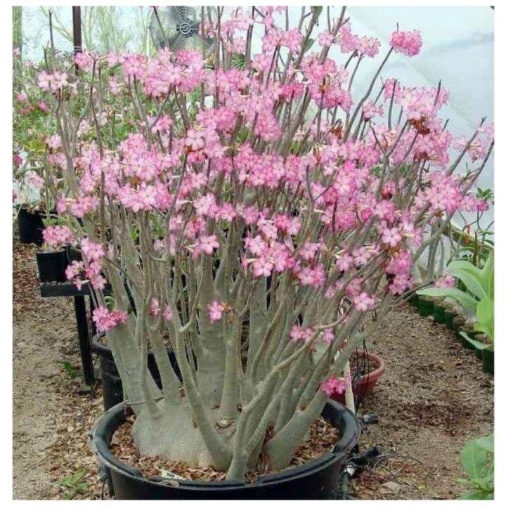 3 Seeds Adenium Fu Gui Flower Benih Bunga Kemboja - Arabicum | Lazada